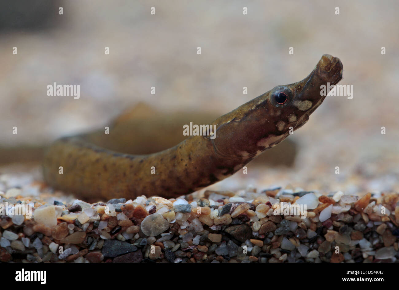 Pipefish in aquarium Stock Photo - Alamy