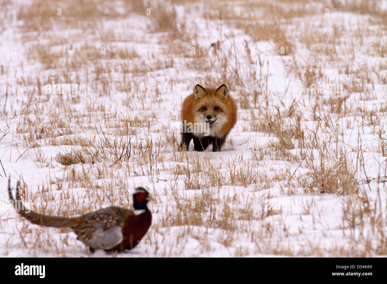 Red Fox, Vulpes vulpes hunting pheasant Stock Photo - Alamy