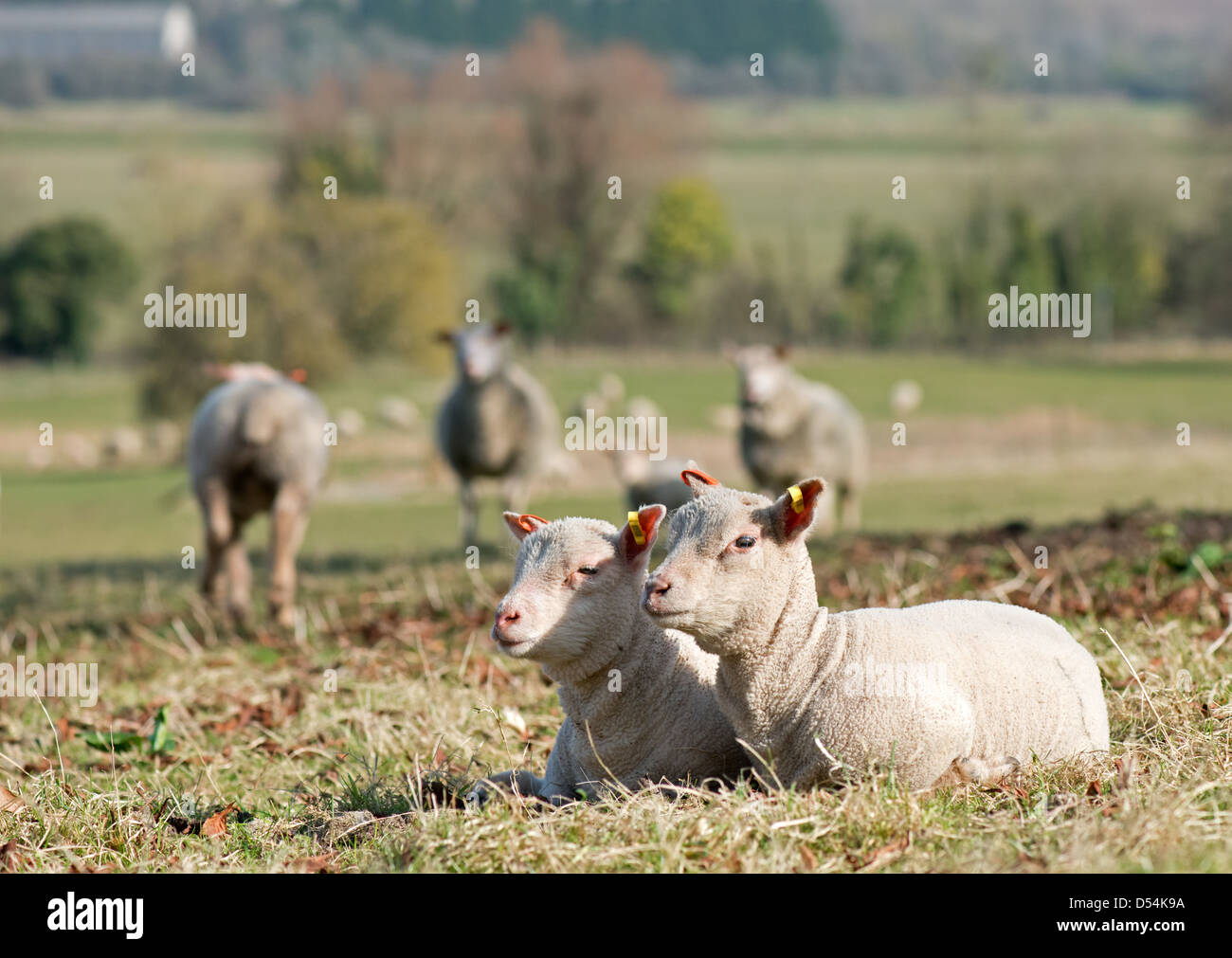 Pair Of Lambs,Ovas aries, At Coombes Farm Near Lancing. West Sussex. UK ...