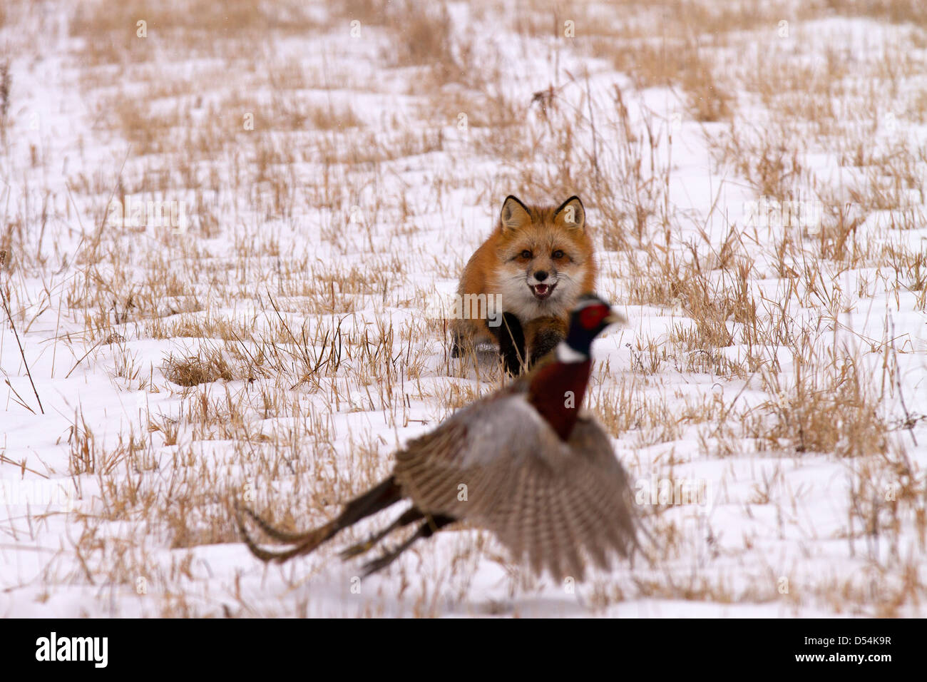 Fox and pheasant hi-res stock photography and images - Alamy