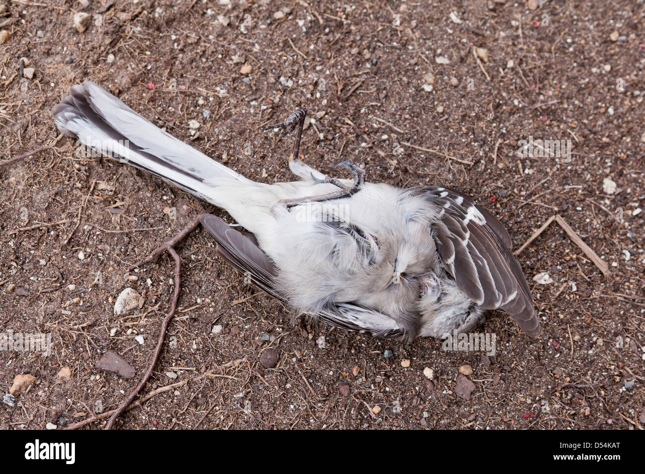 Dead bird hi-res stock photography and images - Alamy