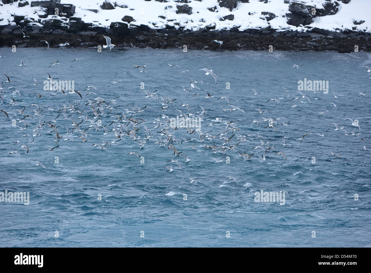 Flock birds flying over ship hi-res stock photography and images - Alamy