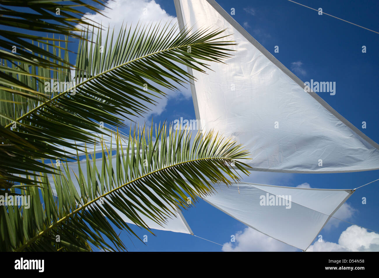 Palm trees and sails hi-res stock photography and images - Alamy