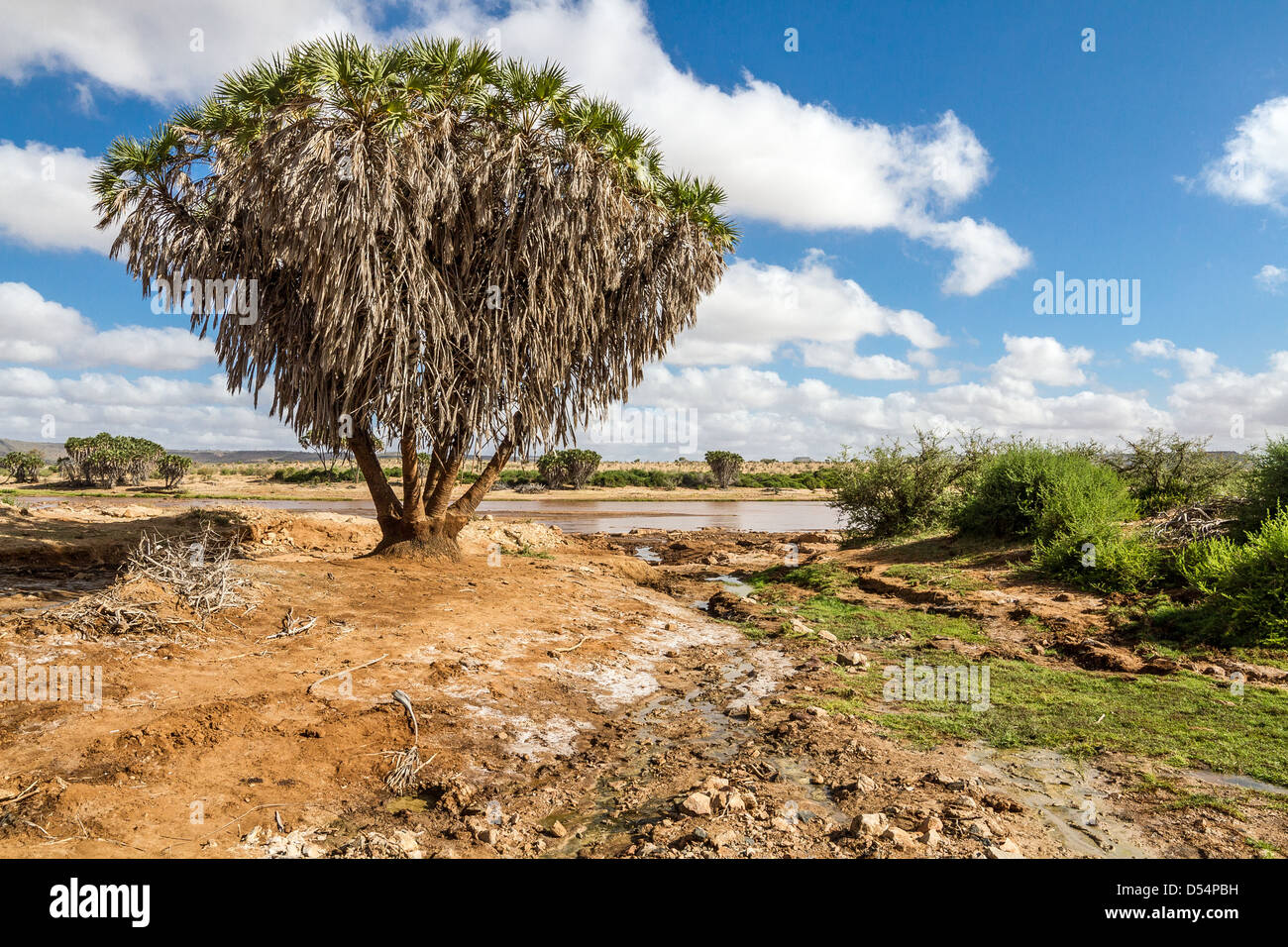 Savana hi-res stock photography and images - Alamy
