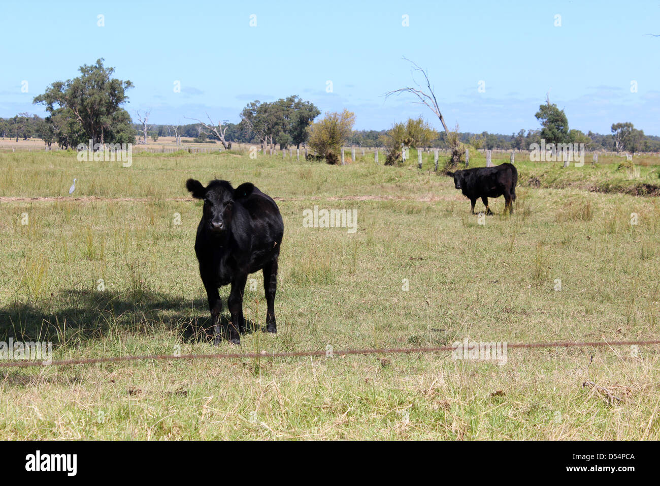Beef cattle steers in a grassy paddock near Boyanup Western Australia ...