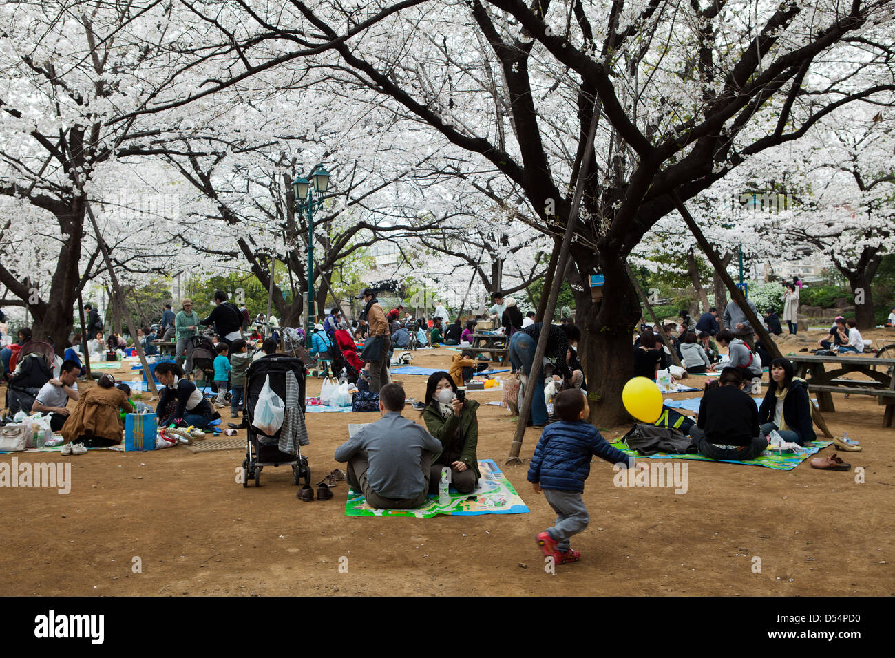 Hanami is the Japanese traditional custom of enjoying the beauty of ...