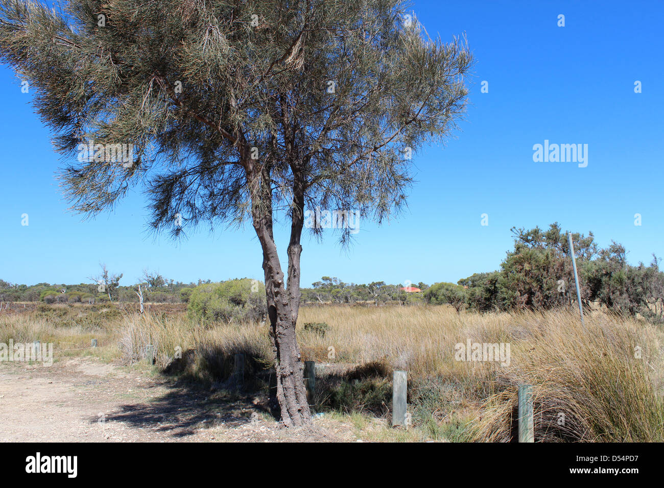 Australia casuarina tree High Resolution Stock Photography and Images ...