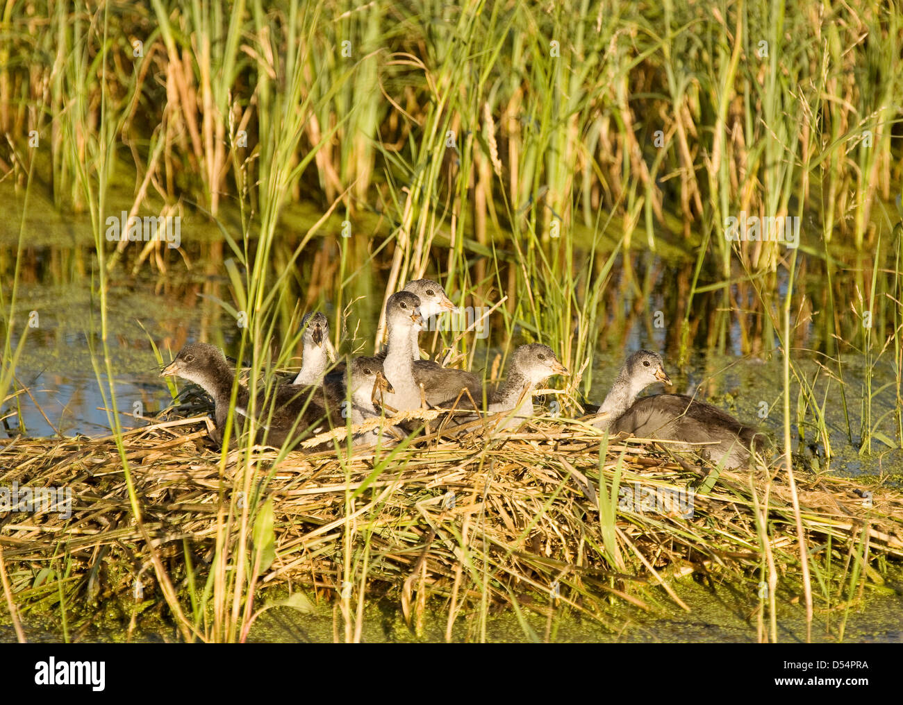 Waterhen Babies chicks coot in nest marsh swamp Stock Photo - Alamy