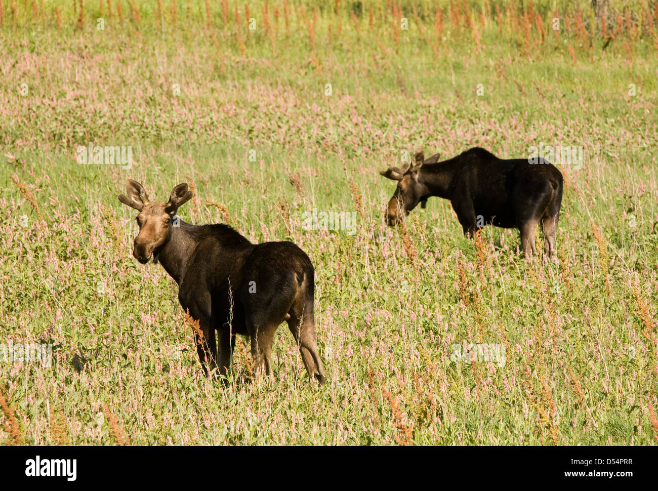 Young Bull Moose in field Saskatchewan Canada Stock Photo - Alamy