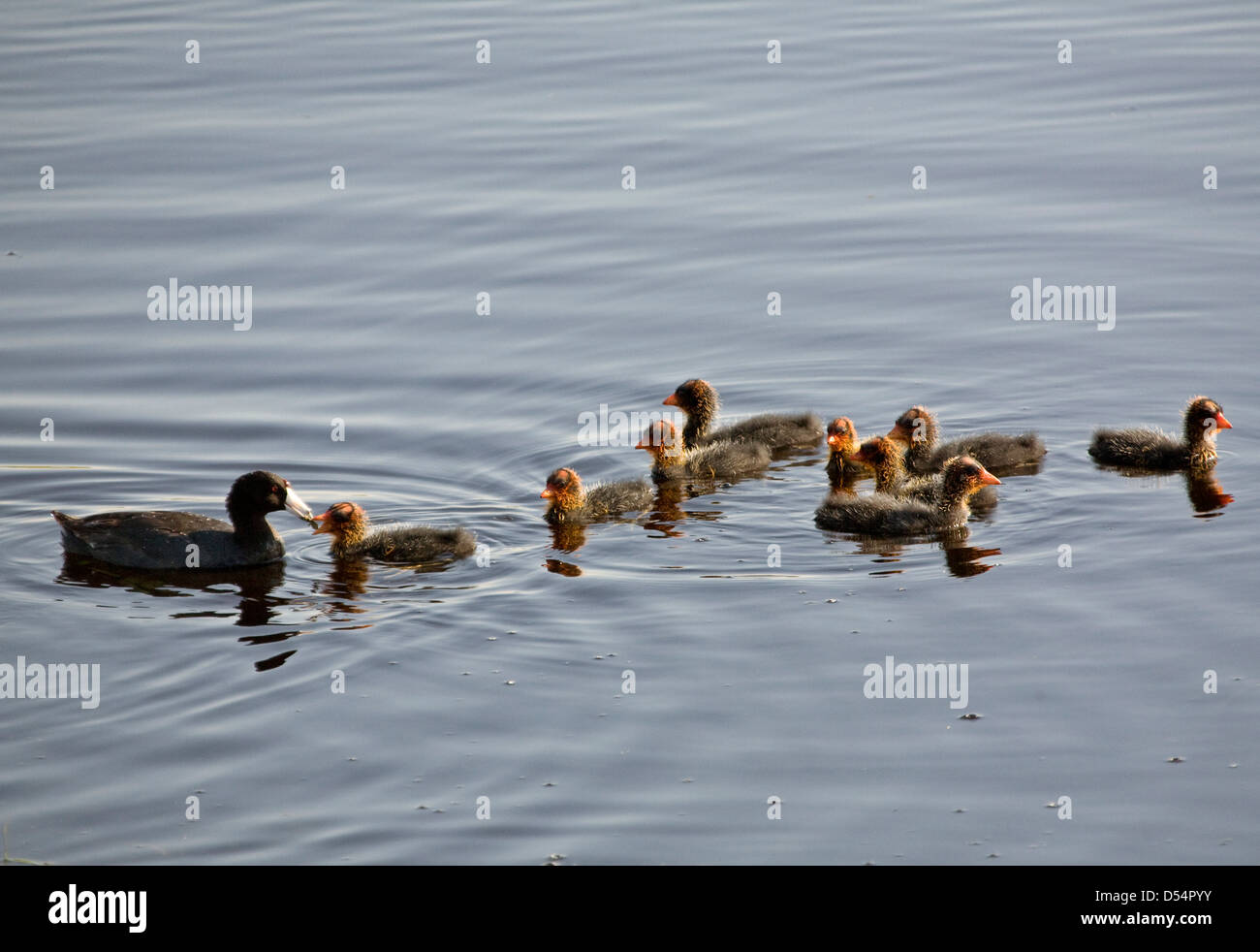 Waterhen Babies chicks coot marsh swamp feeding Stock Photo - Alamy