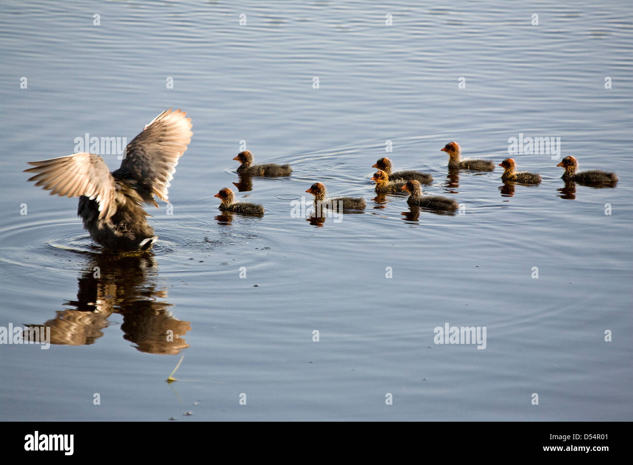 Waterhen Babies chicks coot marsh swamp feeding Stock Photo - Alamy