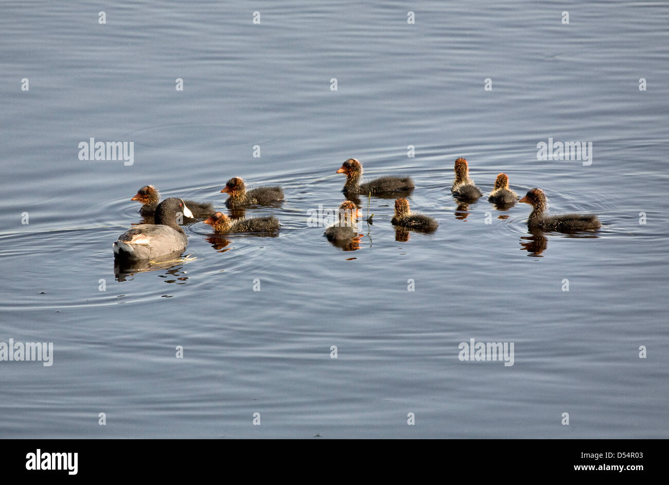 Waterhen Babies chicks coot marsh swamp feeding Stock Photo - Alamy