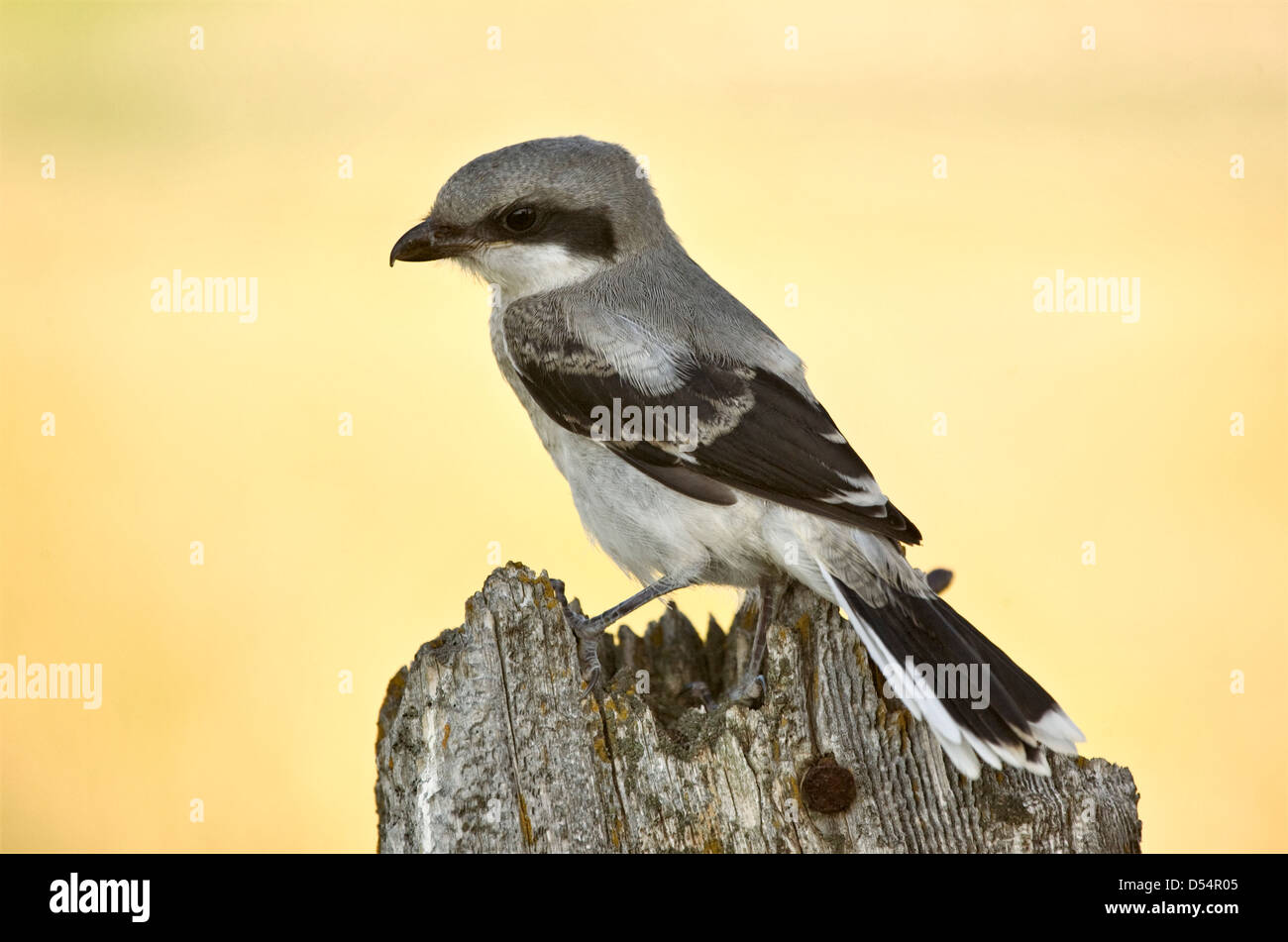 Grey jay feather plumage hi-res stock photography and images - Alamy