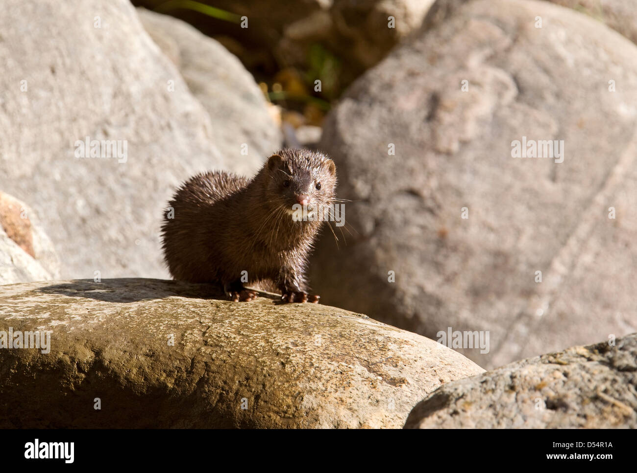 Mink skin hi-res stock photography and images - Alamy