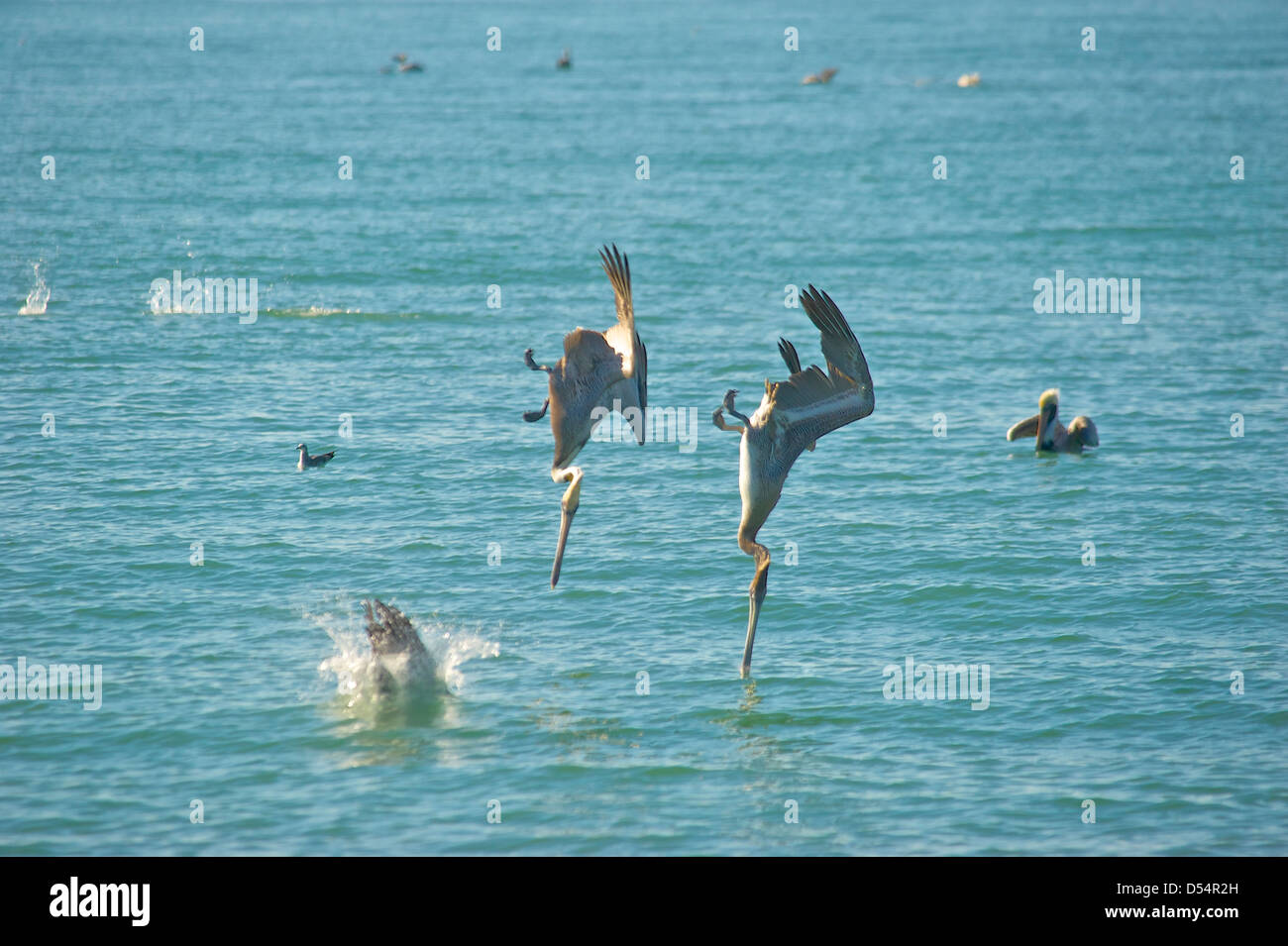 Dive catch hi-res stock photography and images - Alamy