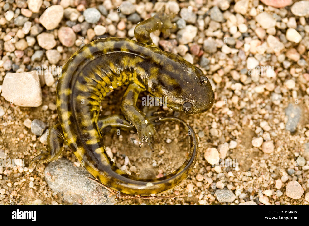 Tiger salamander hi-res stock photography and images - Alamy