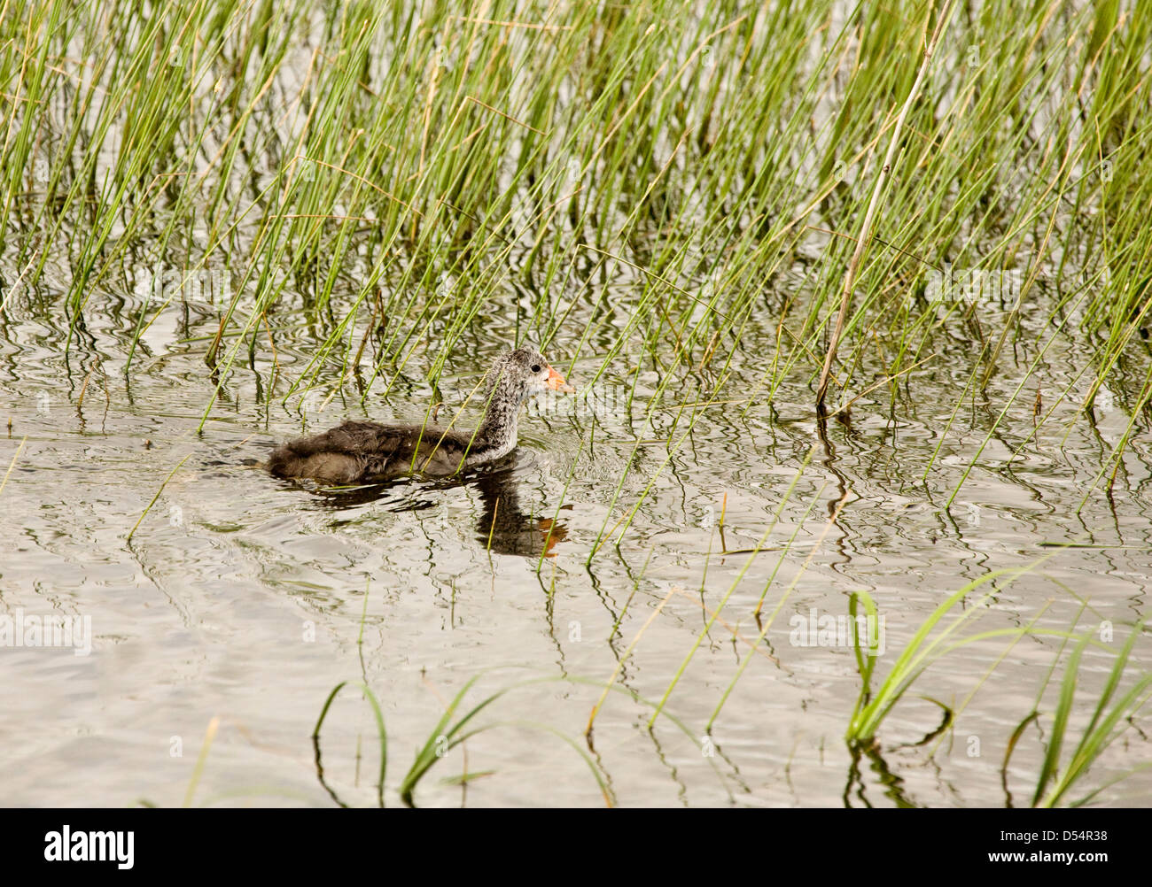 Waterhen Babies chicks coot marsh swamp feeding Stock Photo - Alamy