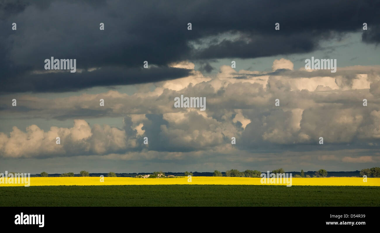 Rural Saskatchewan in summer with canola crops Canada Stock Photo - Alamy