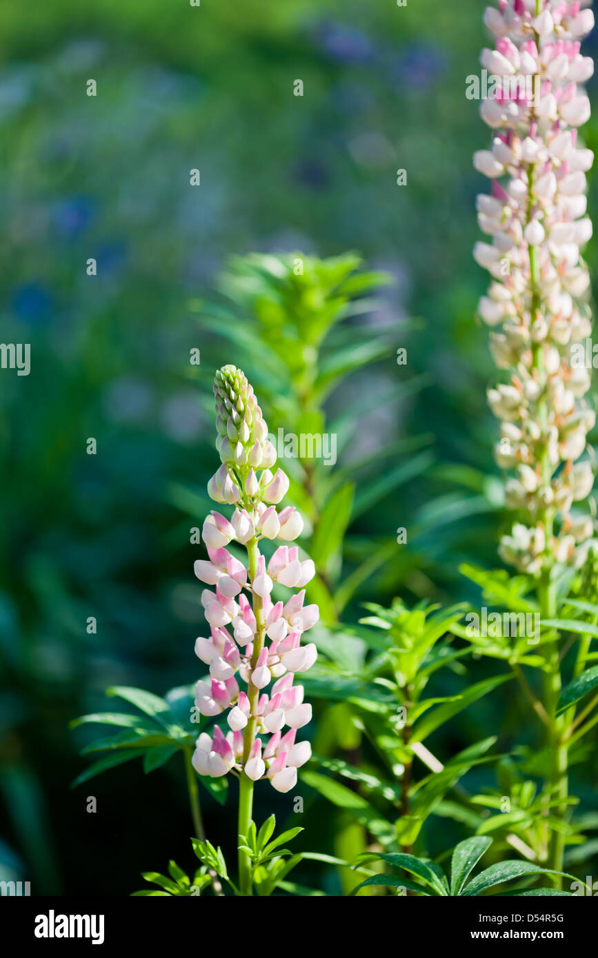 Lupinus polyphyllus lupin stem purple hi-res stock photography and ...