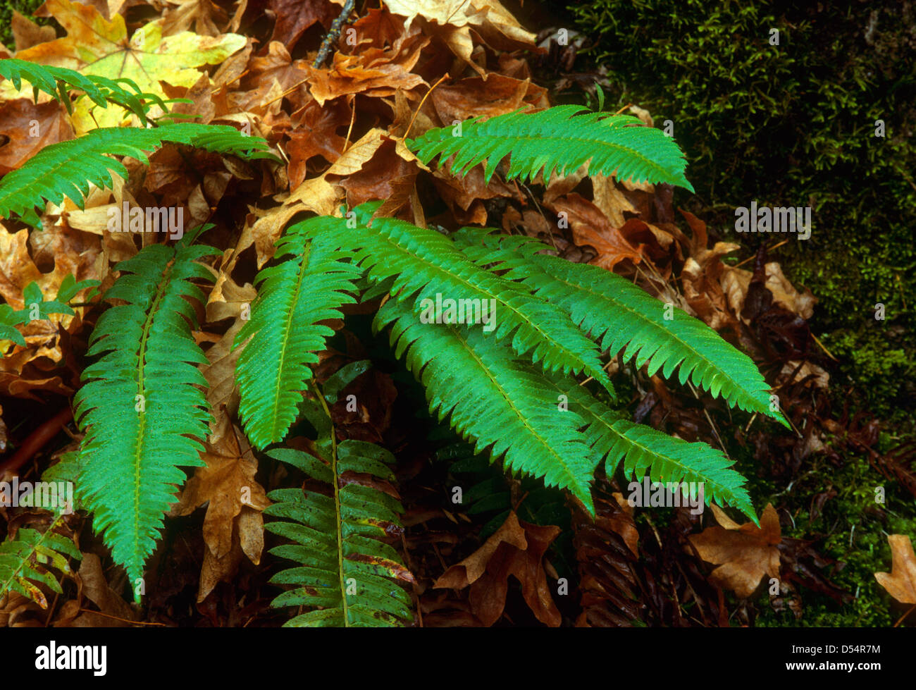 Western sword ferns (Polystichum munitum), Sterling Mine Trail System ...