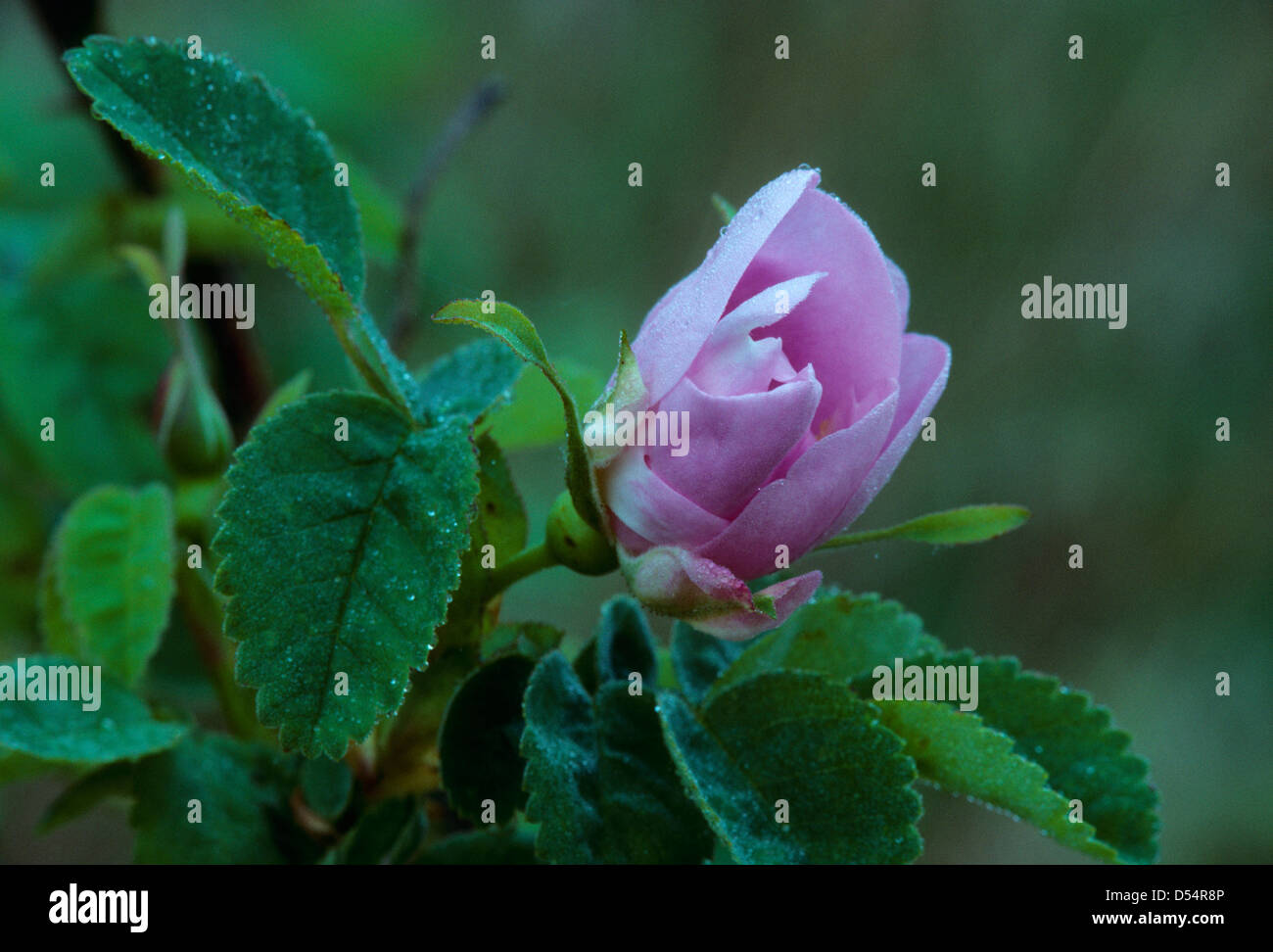 Wild rosebud, Rooster Rock State Park, Columbia River Gorge National ...