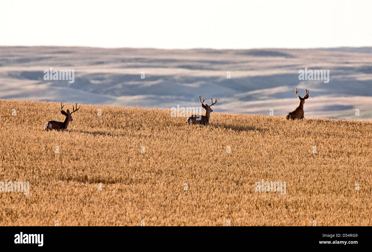 Mule Deer in Wheat Field in Fall Alberta Canada Stock Photo - Alamy