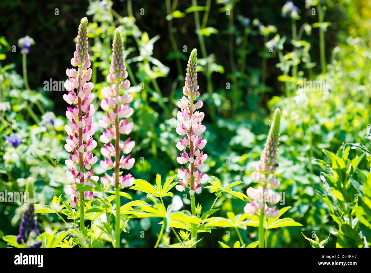 Lupinus polyphyllus (Large-leaved Lupine, Big-leaved Lupine, or, primarily in cultivation ...