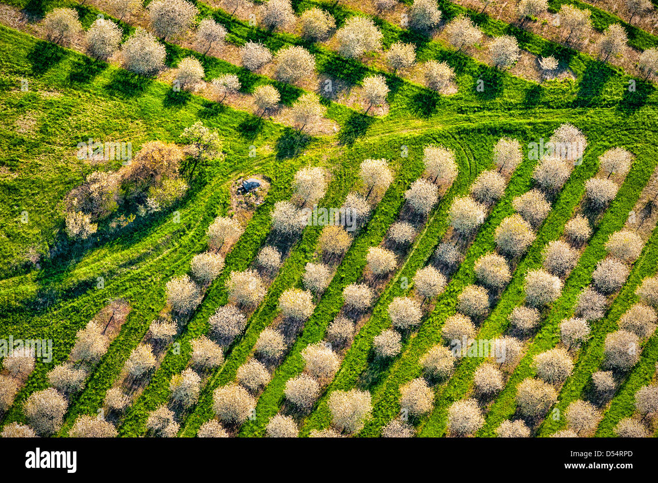 Aerial view of spring blossom cherry orchard in Mason County, Michigan ...