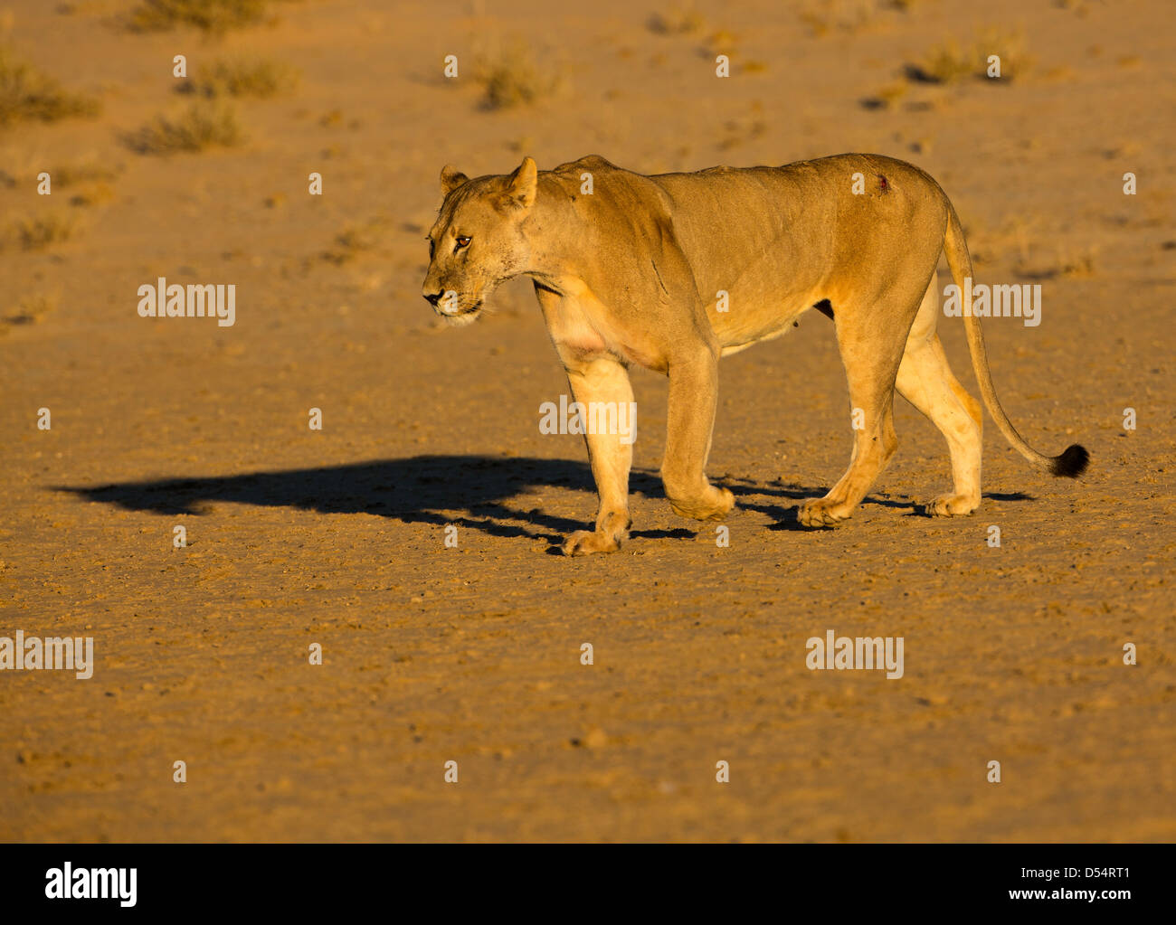 lioness at sunrise Stock Photo - Alamy