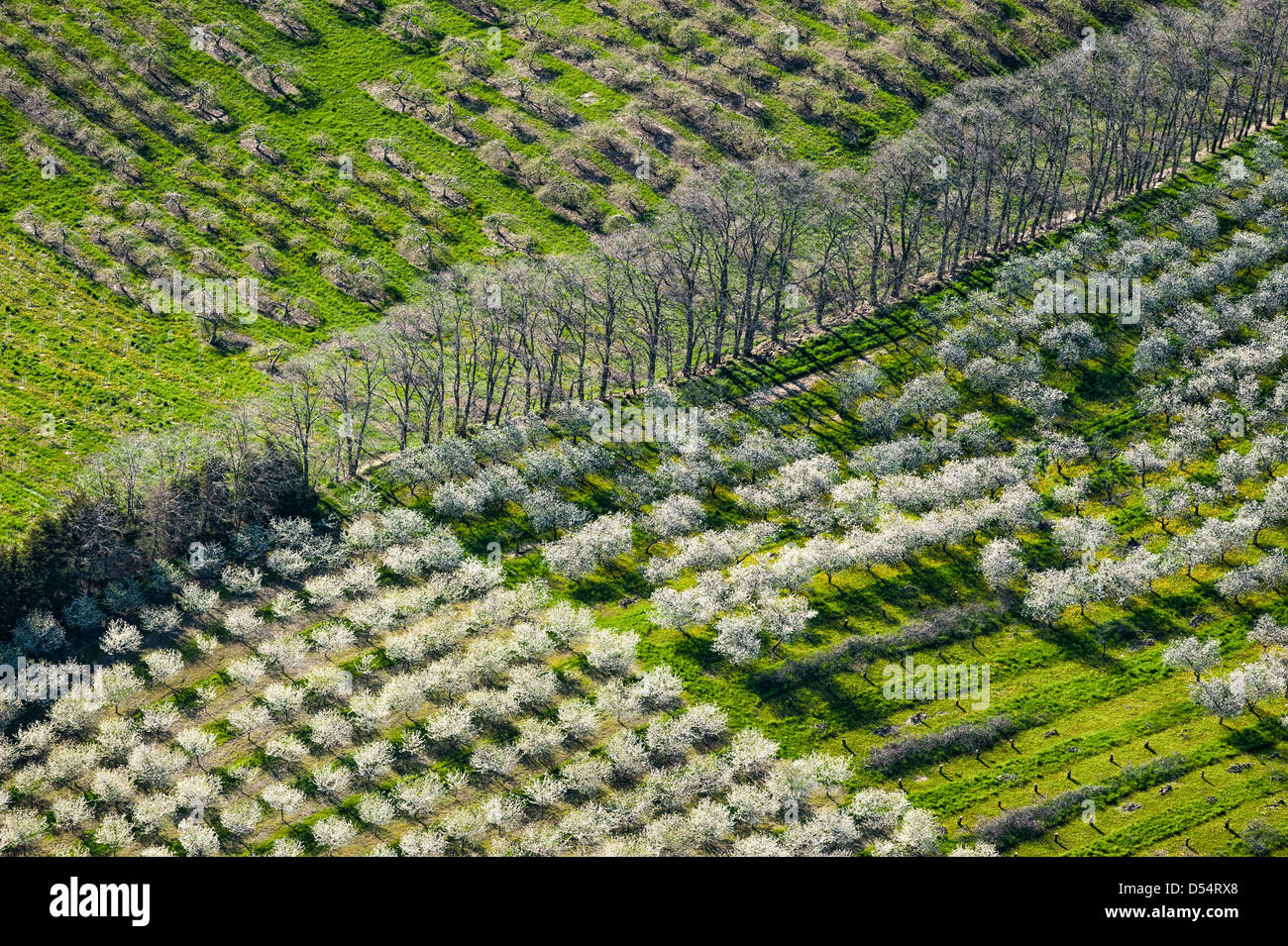 Aerial view of cherry orchard spring blossoms in Mason County, Michigan ...