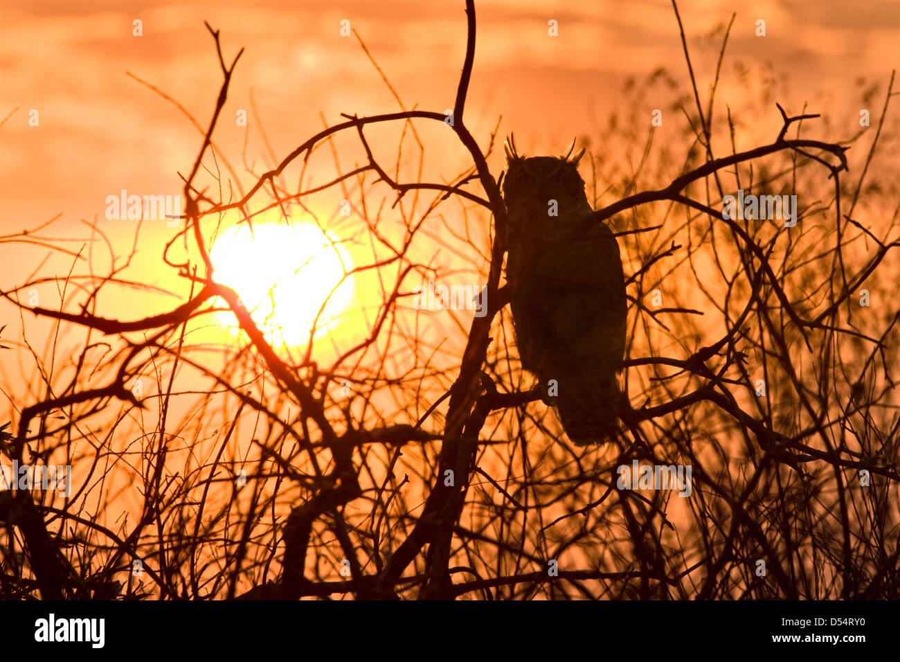 Owl at sunset hi-res stock photography and images - Alamy