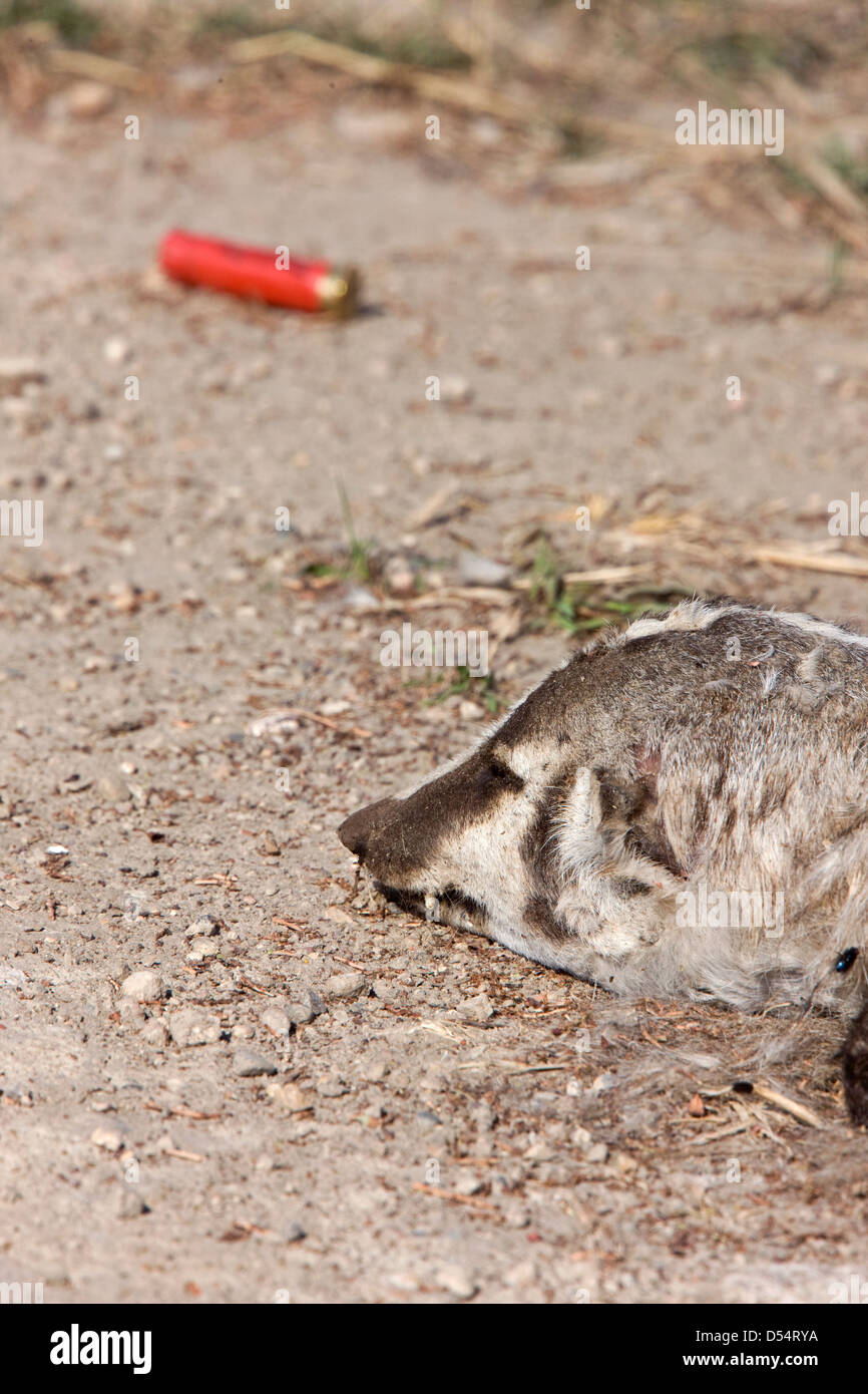 Dead Badger and Shotgun Shell in Saskatchewan Canada Stock Photo - Alamy