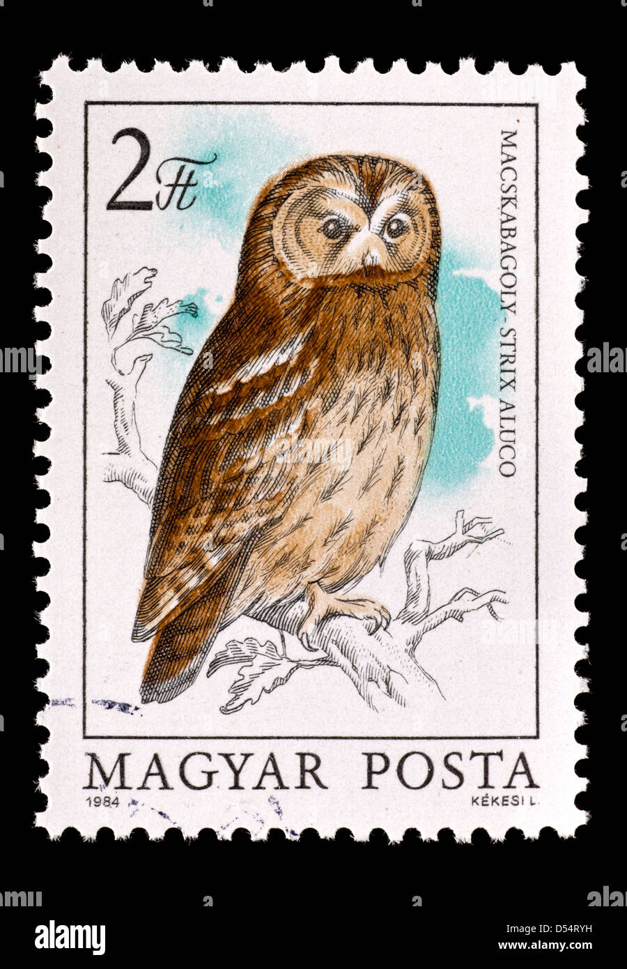 Postage stamp from Hungary depicting a Tawny Owl or Brown Owl (Strix ...