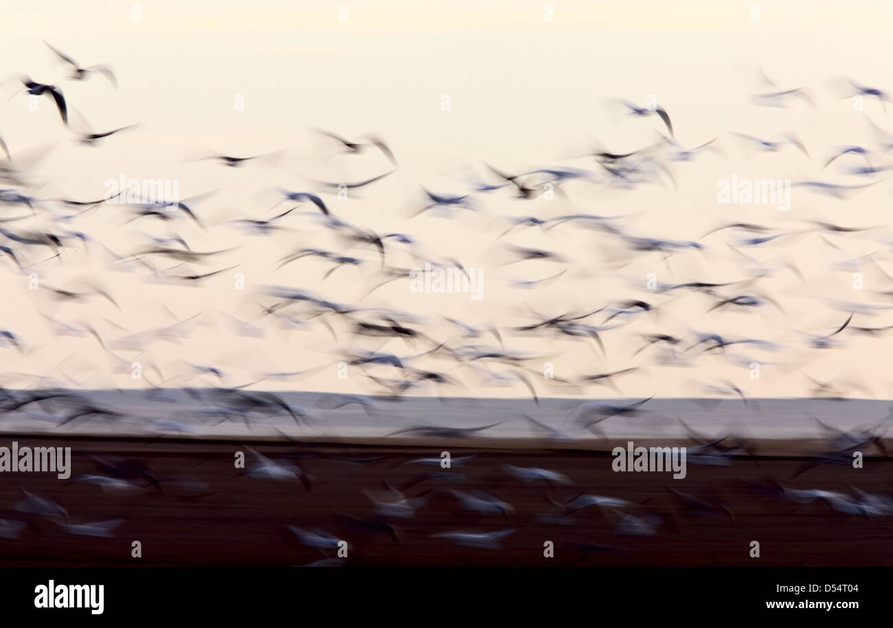 Blurred Image Snow Geese movement Saskatchewan Canada Stock Photo - Alamy