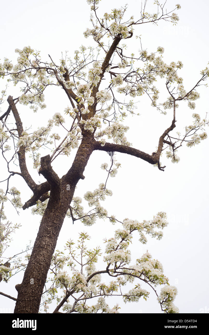 Kashmir tree hi-res stock photography and images - Alamy