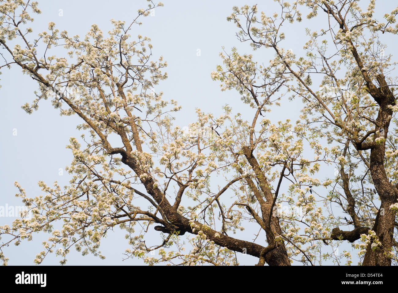 Kashmir tree hi-res stock photography and images - Alamy
