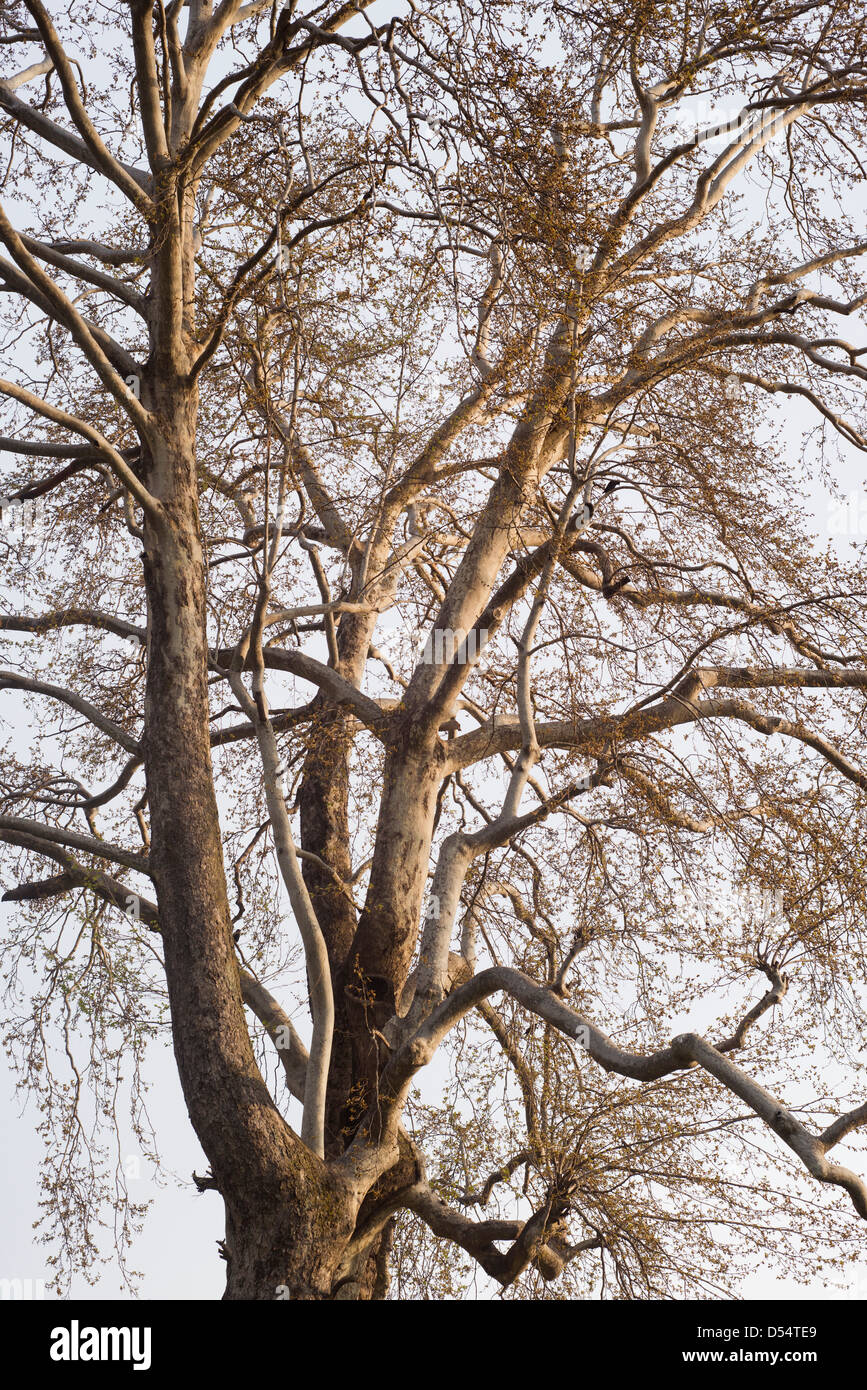 Kashmir tree hi-res stock photography and images - Alamy