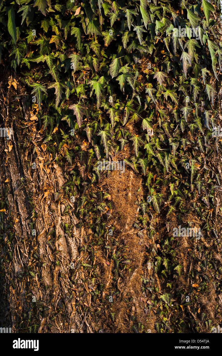 Leaves on a tree, Shalimar Garden, Srinagar, Jammu And Kashmir, India ...