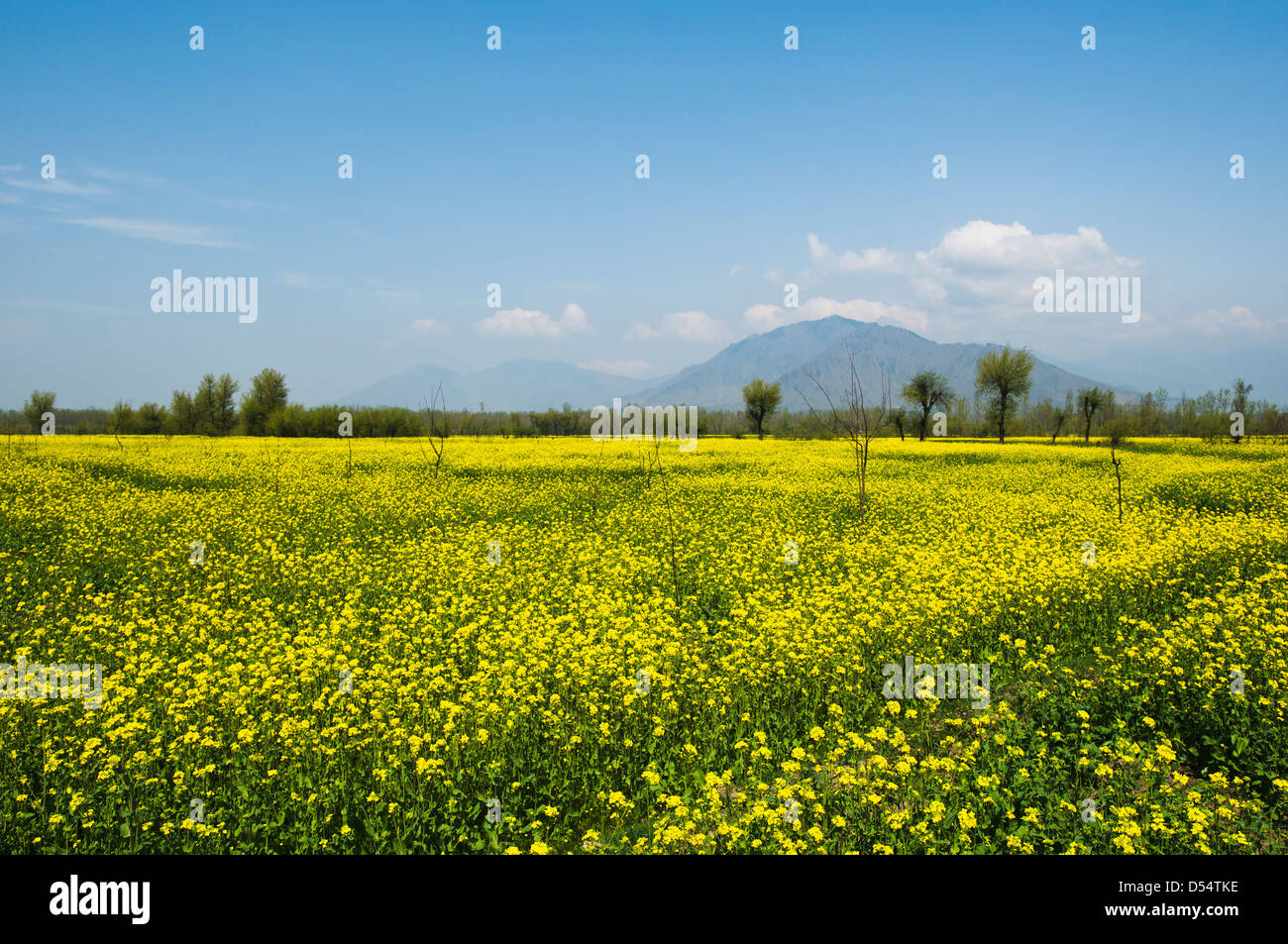 Mustard field, Pahalgam, Jammu And Kashmir, India Stock Photo - Alamy