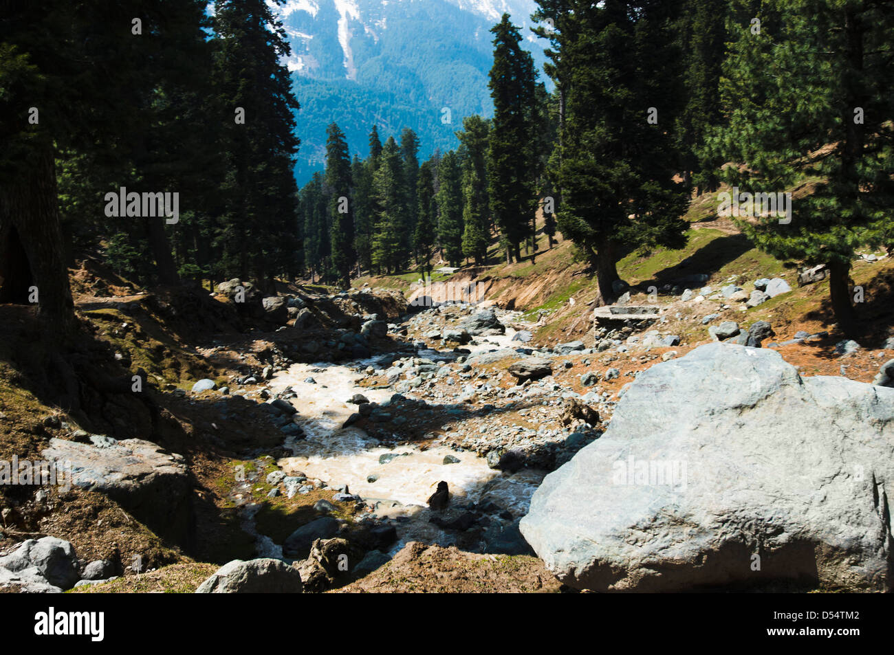Trees in a valley, Gulmarg, Jammu And Kashmir, India Stock Photo - Alamy