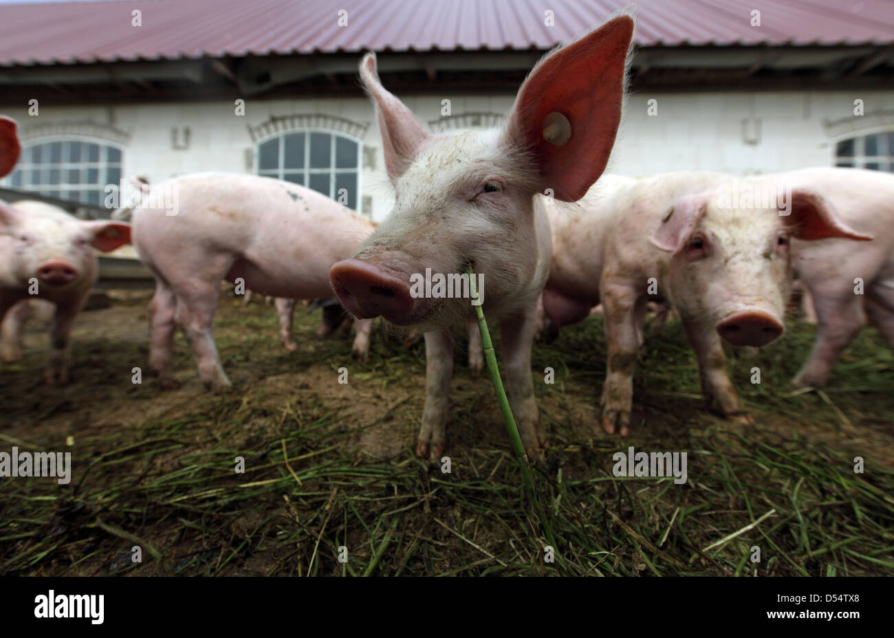 German Barn High Resolution Stock Photography and Images - Alamy