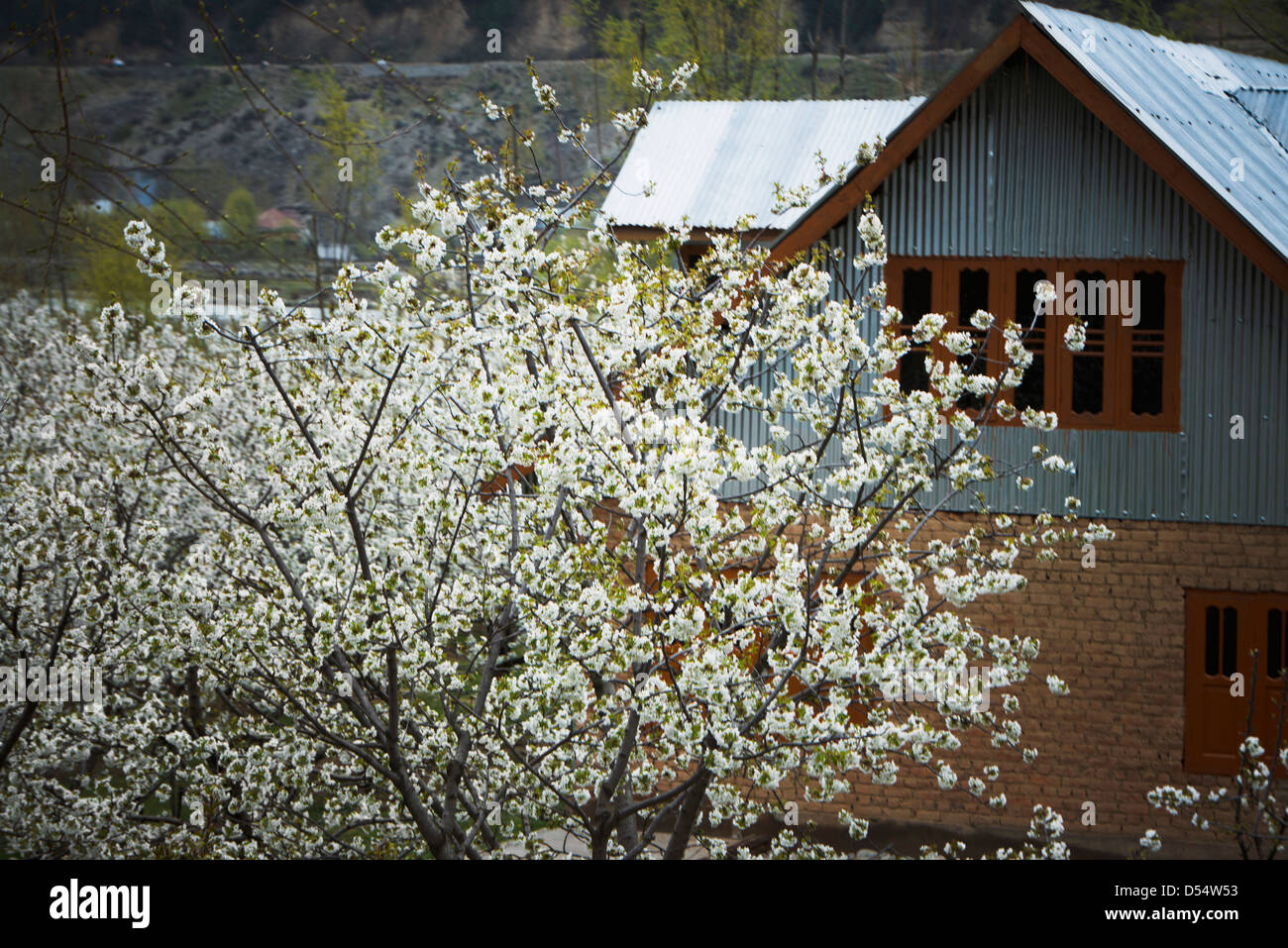 Apple trees india hi-res stock photography and images - Alamy