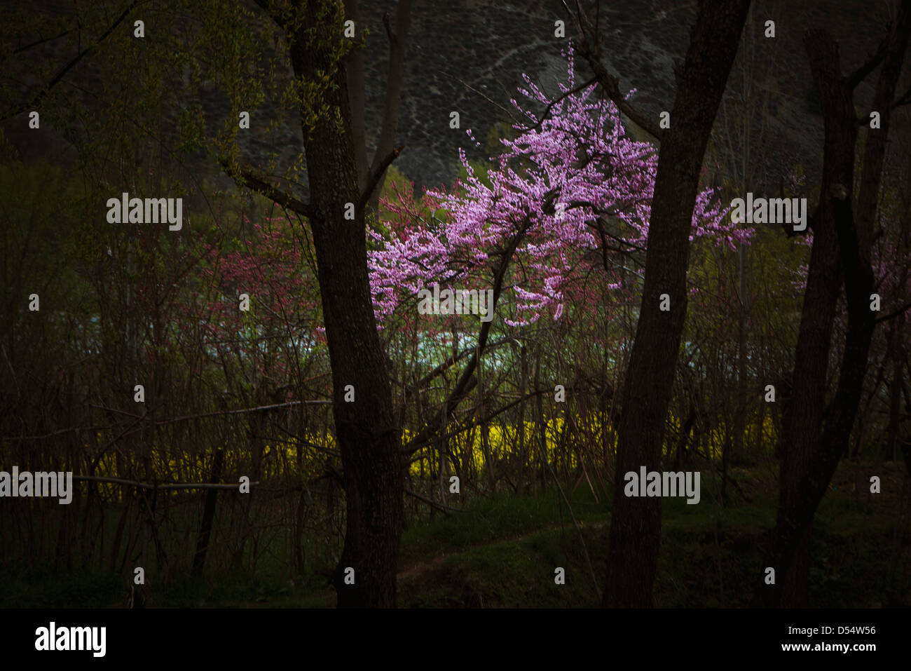 Cherry tree india hi-res stock photography and images - Alamy