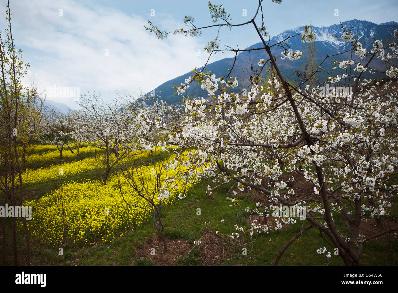 Apple trees in bloom at farm, Sonmarg, Jammu And Kashmir, India Stock ...