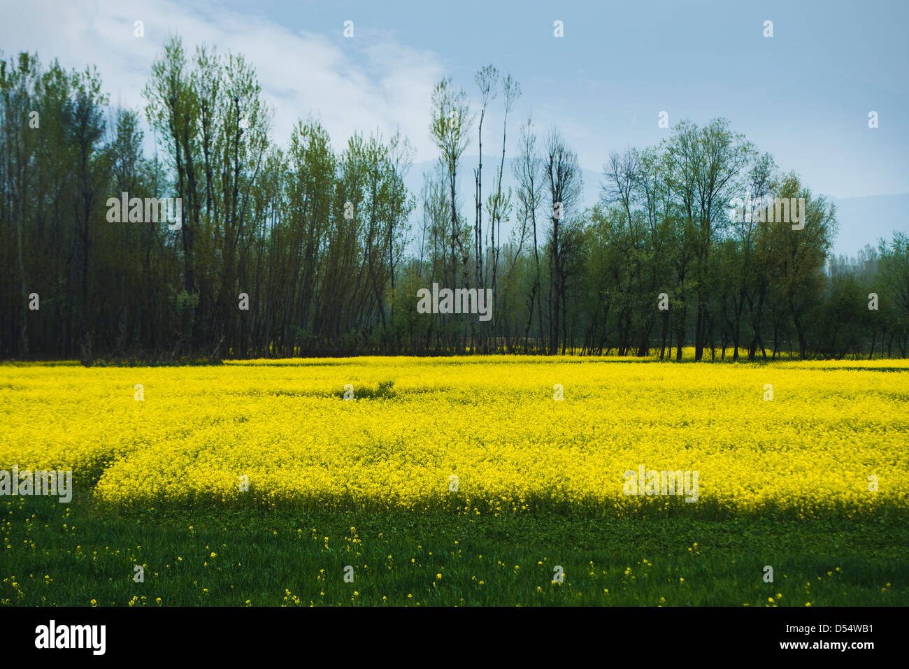 Mustard field in bloom, Pahalgam, Anantnag District, Jammu And Kashmir ...