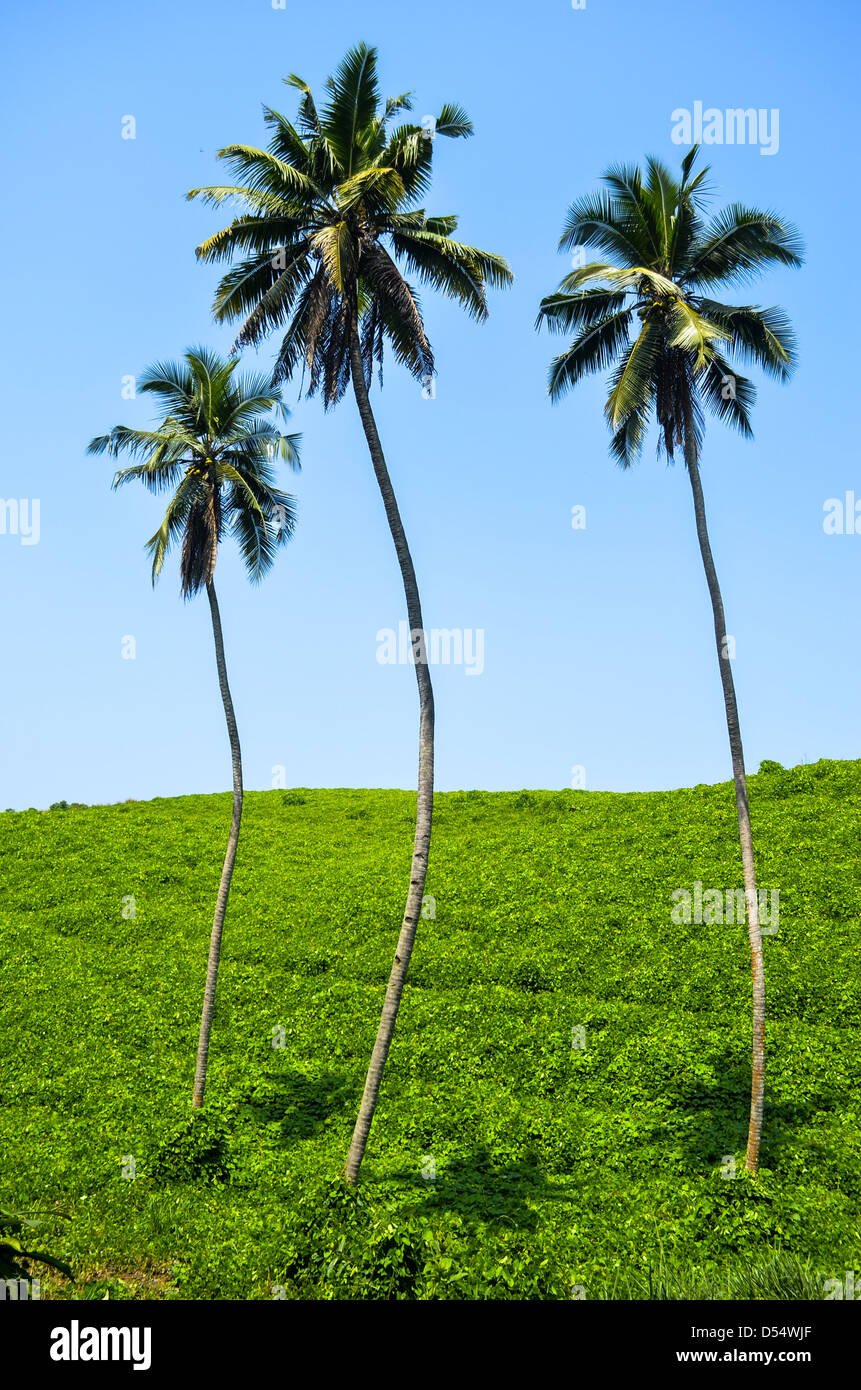 A Photo of Three Coconut Trees Stock Photo - Alamy