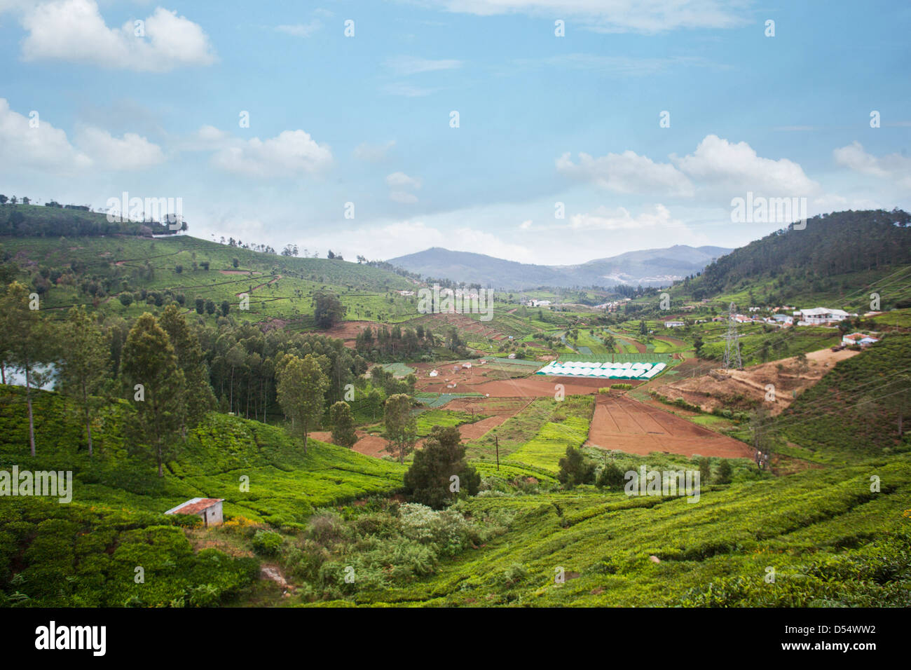 Tea cultivation in the valley, Ooty, Tamil Nadu, India Stock Photo - Alamy