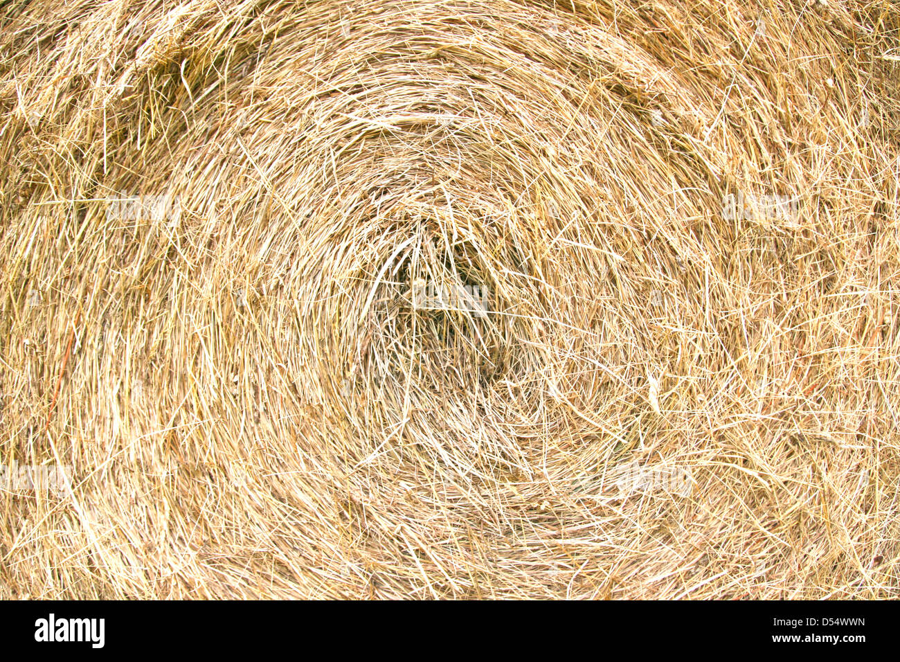 Round bale of straw spiral close up view Stock Photo - Alamy