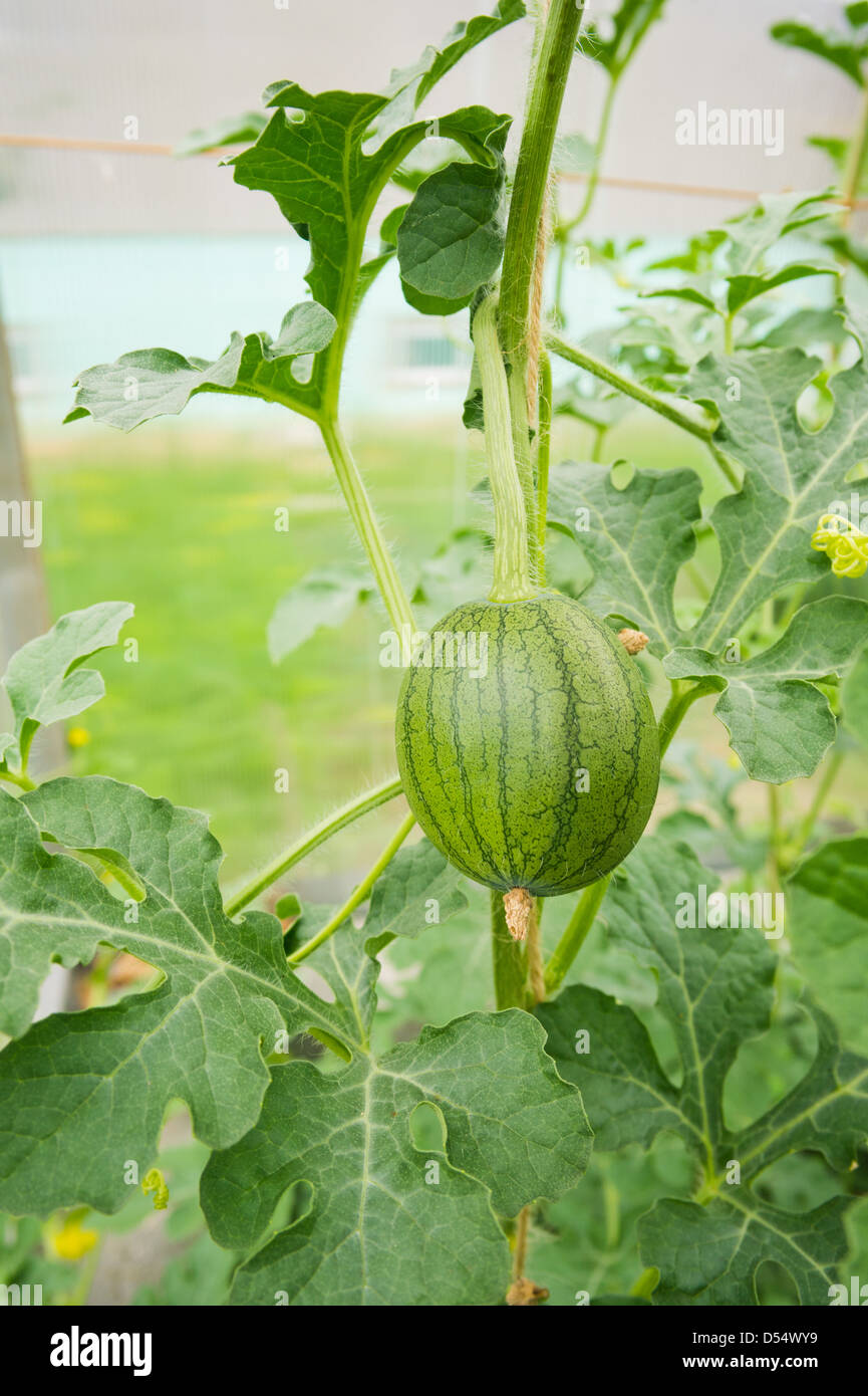 Plant watermelon with a small wrist. Growing watermelon in small ...