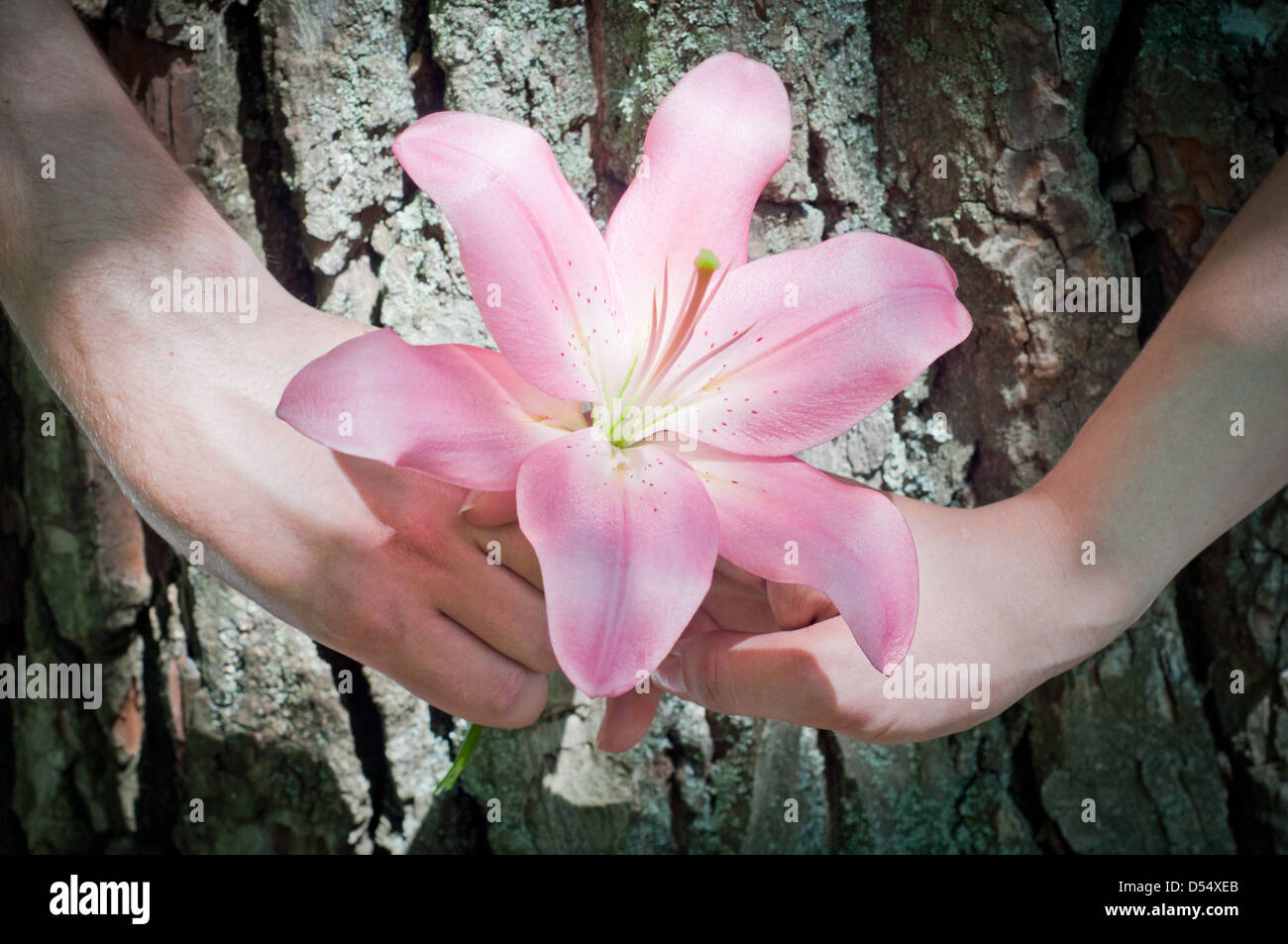 Tree lilies hi-res stock photography and images - Alamy